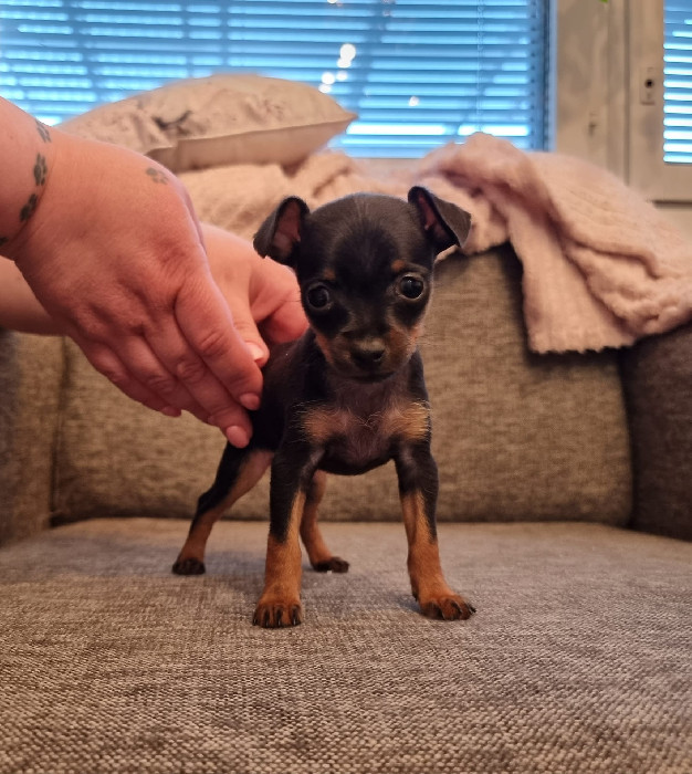 HH-litter :: Villin Lännen